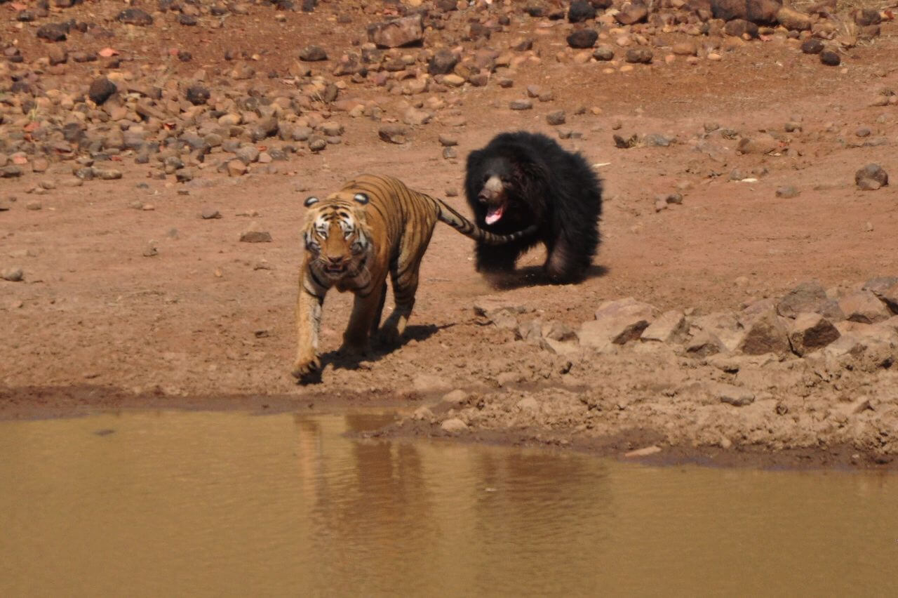 Tiger And Sloth Bear Confrontation Tadoba