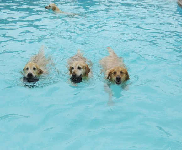 Cachorros Se Divertem Em Festa Na Piscina