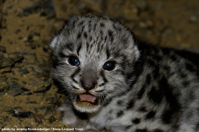 A Year In A Snow Leopards Life Snow Leopard Trust