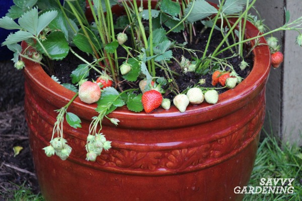 Growing Strawberries In Pots And Baskets How To Plant Grow And Winterize