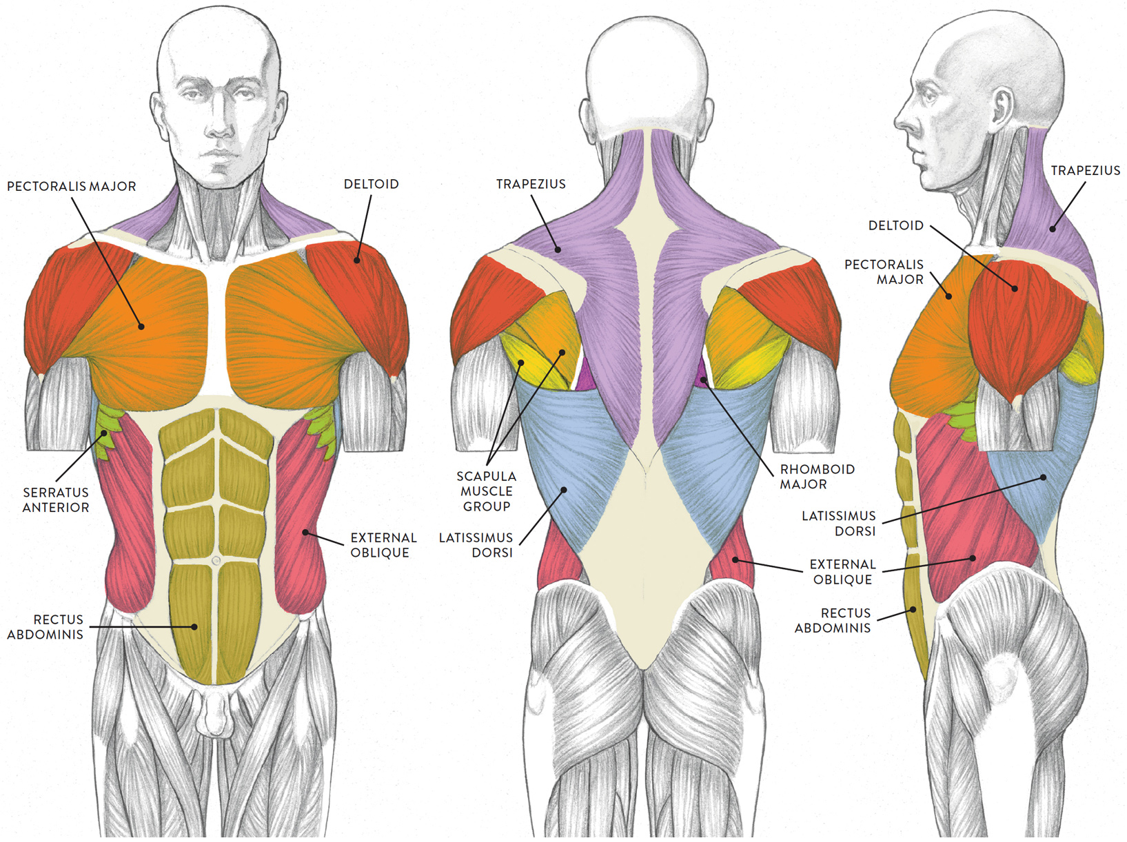 Male Upper Torso Anatomy