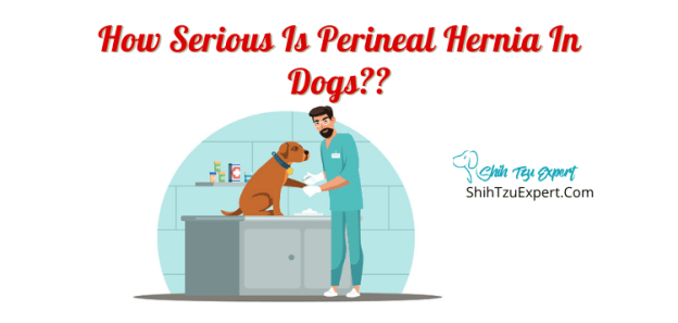 How Serious Is Perineal Hernia In Dogs Shih Tzu Expert