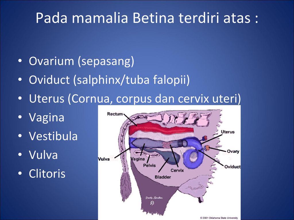 Organ Reproduksi Betina Sinau