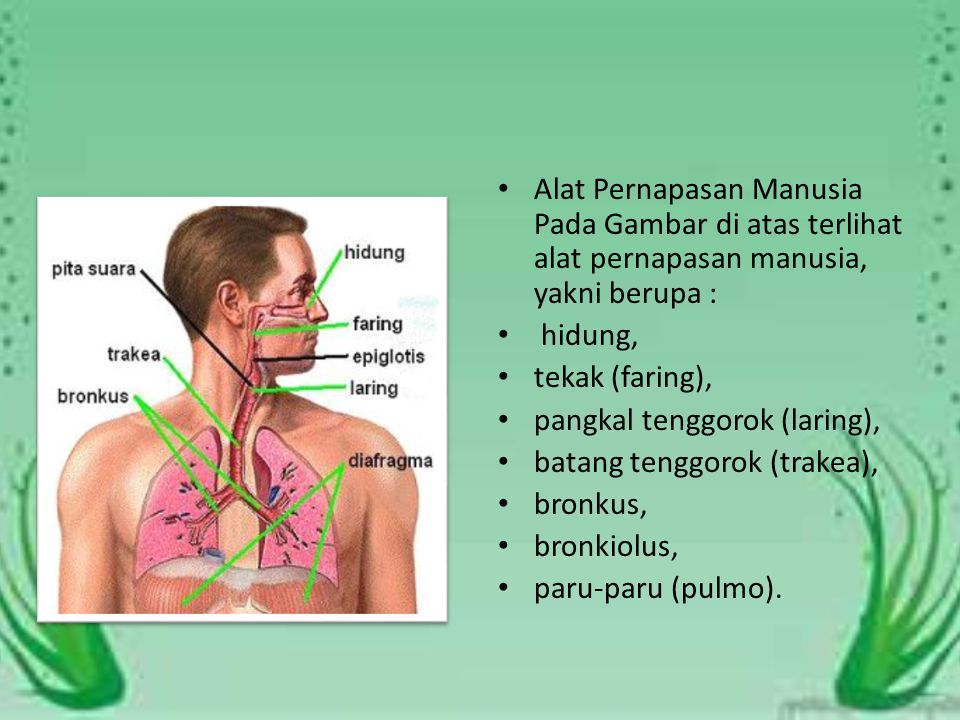 Alat Peraga Pernapasan Pada Manusia Ujian