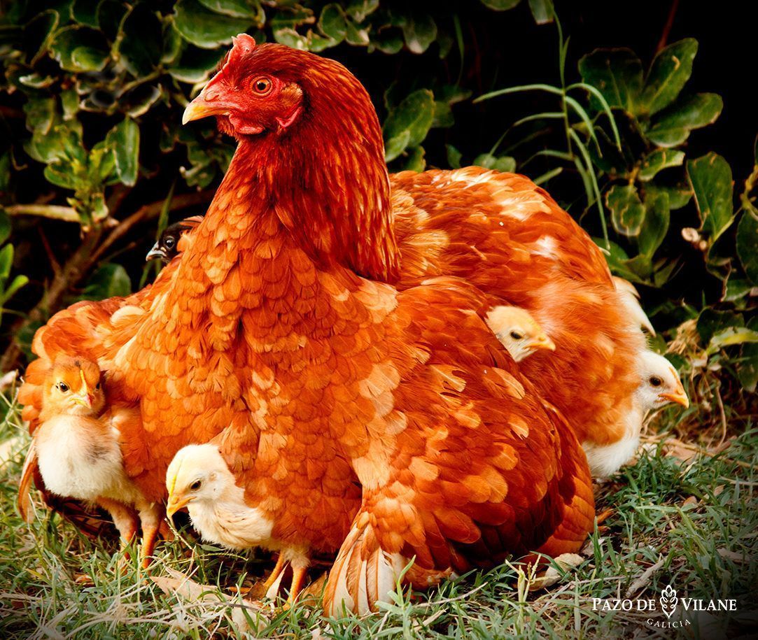 Gallina Y Sus Polluelos Dios Nos Protege Como La Gallina A Sus