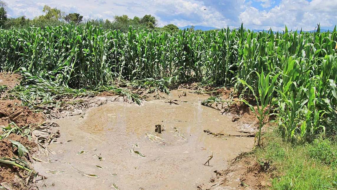 Aumentan Los Daños En Cultivos Por Las Lluvias En Oaxaca • Panorama Agrario