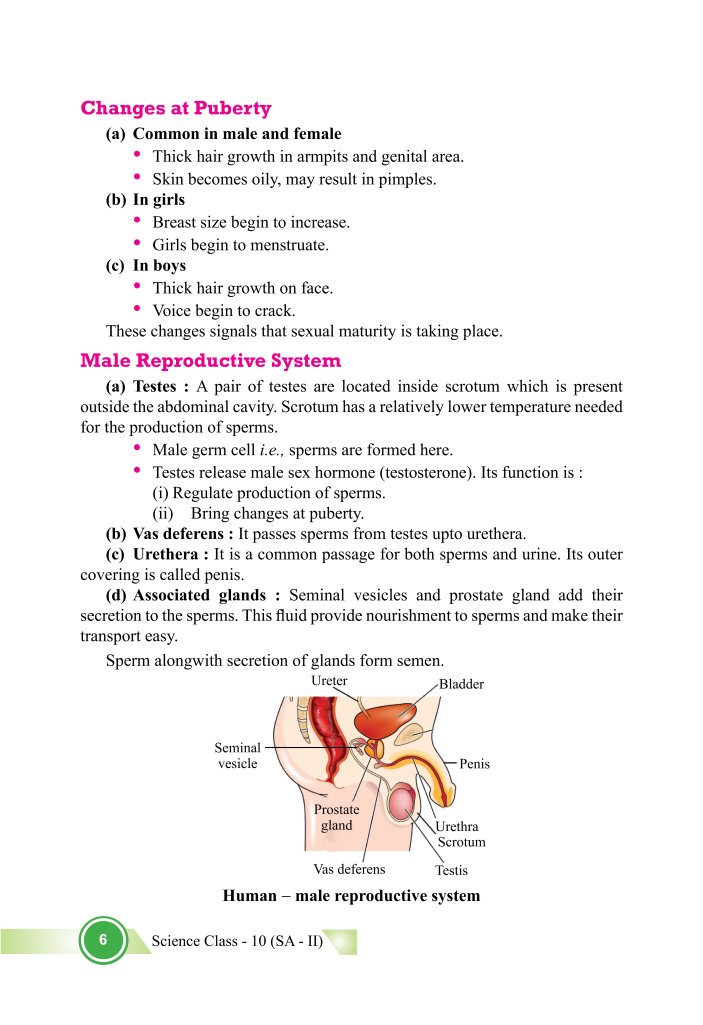 Class 10 Science Chapter 8 How Do Organisms Reproduce Study Notes