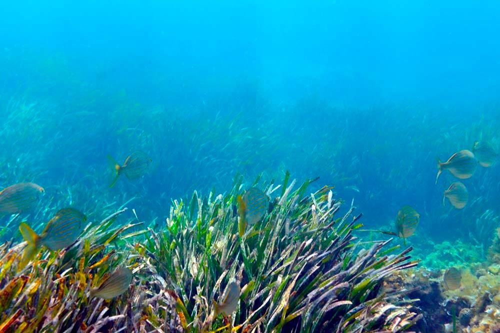 Pemandangan Dasar Laut Dalam 5 Spot Diving Dengan Pemandangan Bawah