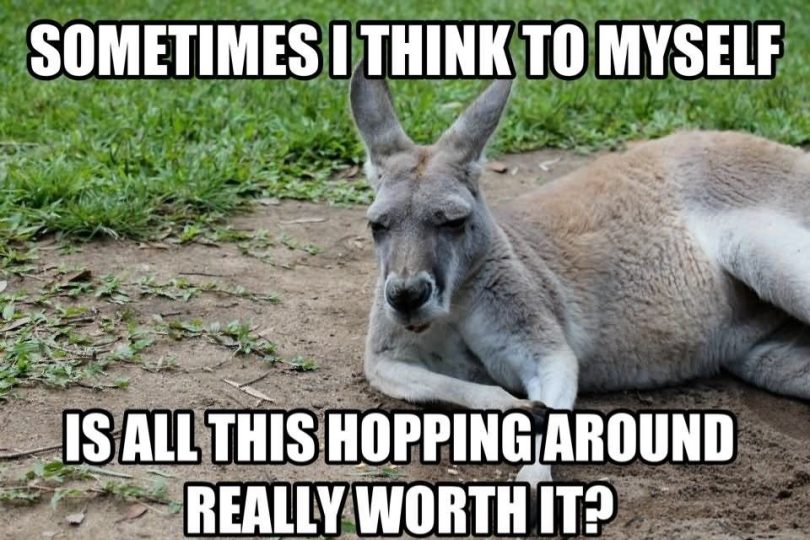 29 Most Funniest Kangaroo Memes Images And Graphics Picsmine