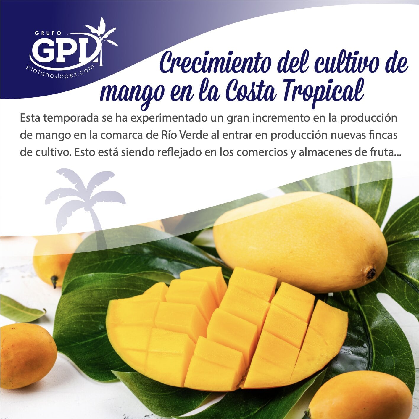 El Cultivo De Mango Crece Un 30 En La Costa Tropical Grupo Plátanos