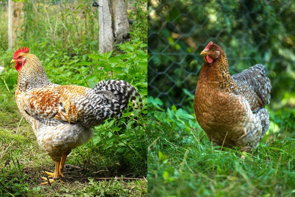 Bielefelder Chickens Breed Guide