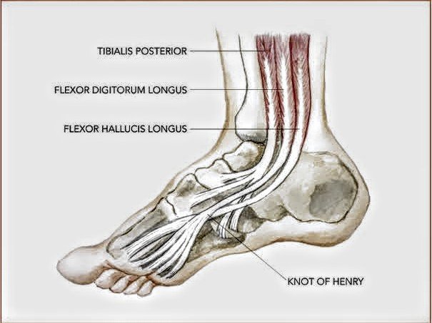 Flexor Hallucis Longus Muscle Archives Pt Master Guide