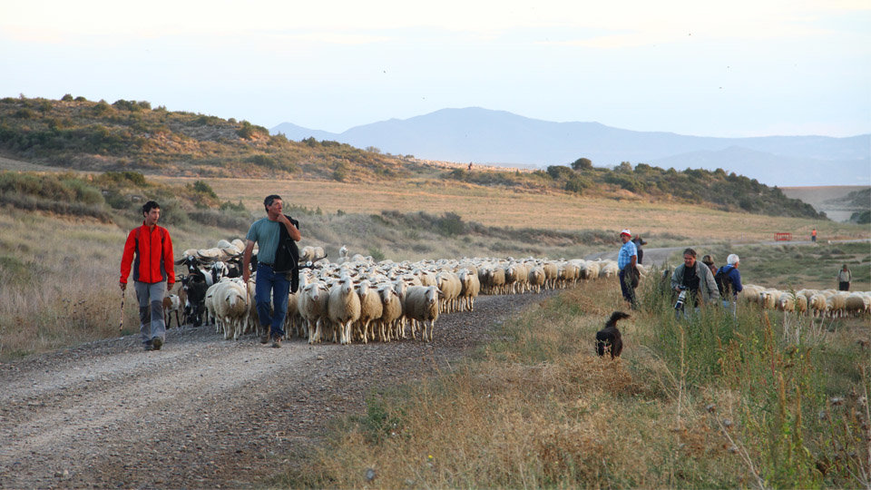 La Trashumancia En España Blog De El Queseru