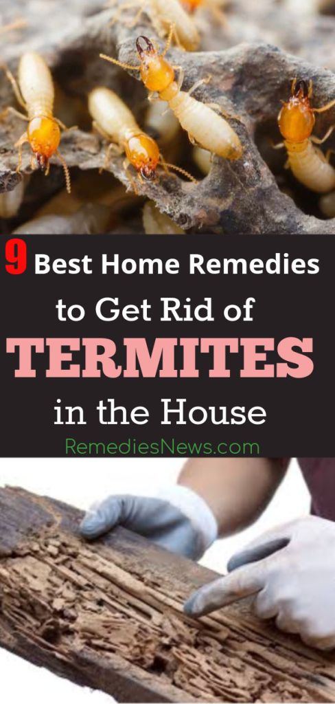 How To Get Rid Of Termites Naturally 9 Best Diy Home Remedies