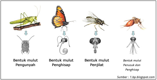 Adaptasi Fisiologi Morfologi Tingkah Laku Dan Contohnya Rumushitungcom