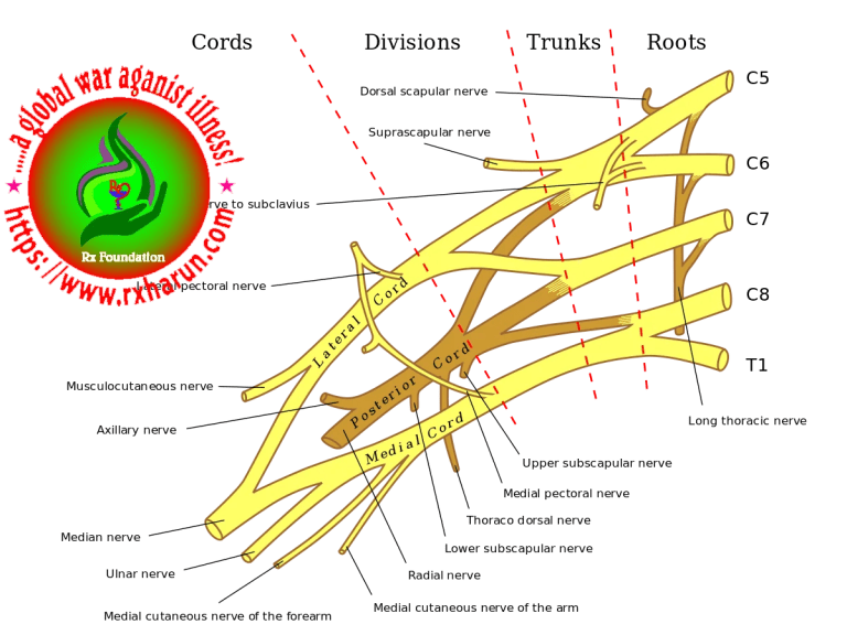 Brachial Plexus Injury Symptoms Diagnosis Treatment Rxharun