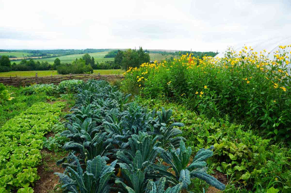 7 Permaculture Recommended Plants You Should Include In The Garden