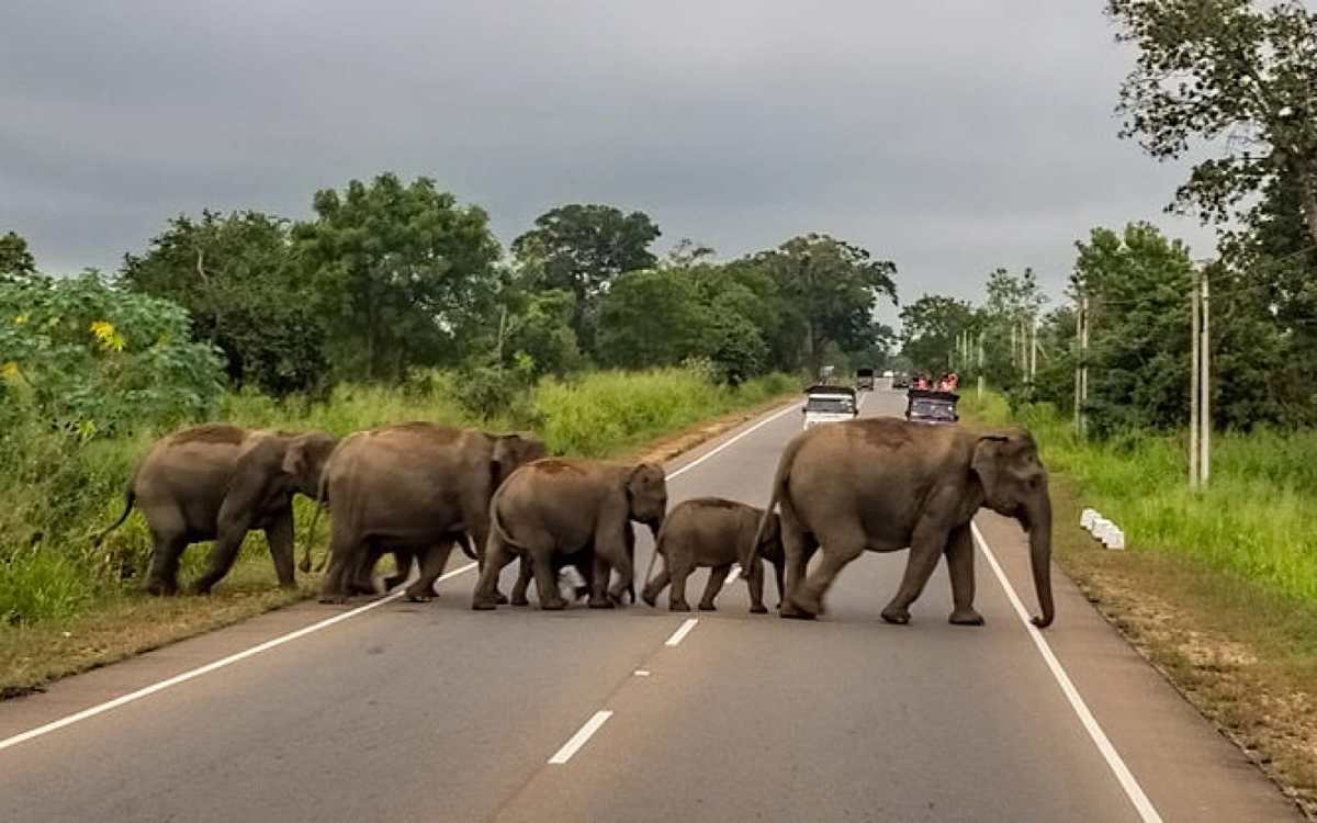 How Habitat Loss Is Causing Human Wildlife Conflict Around The World