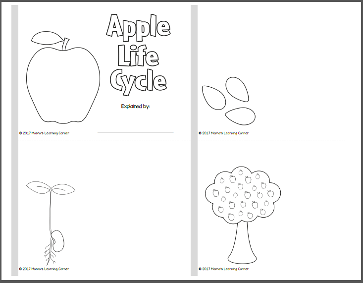 Printable Life Cycle Of An Apple Printable Word Searches