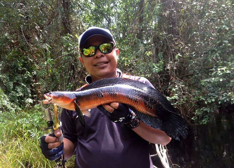 Ikan Gabus Sungai Sinau