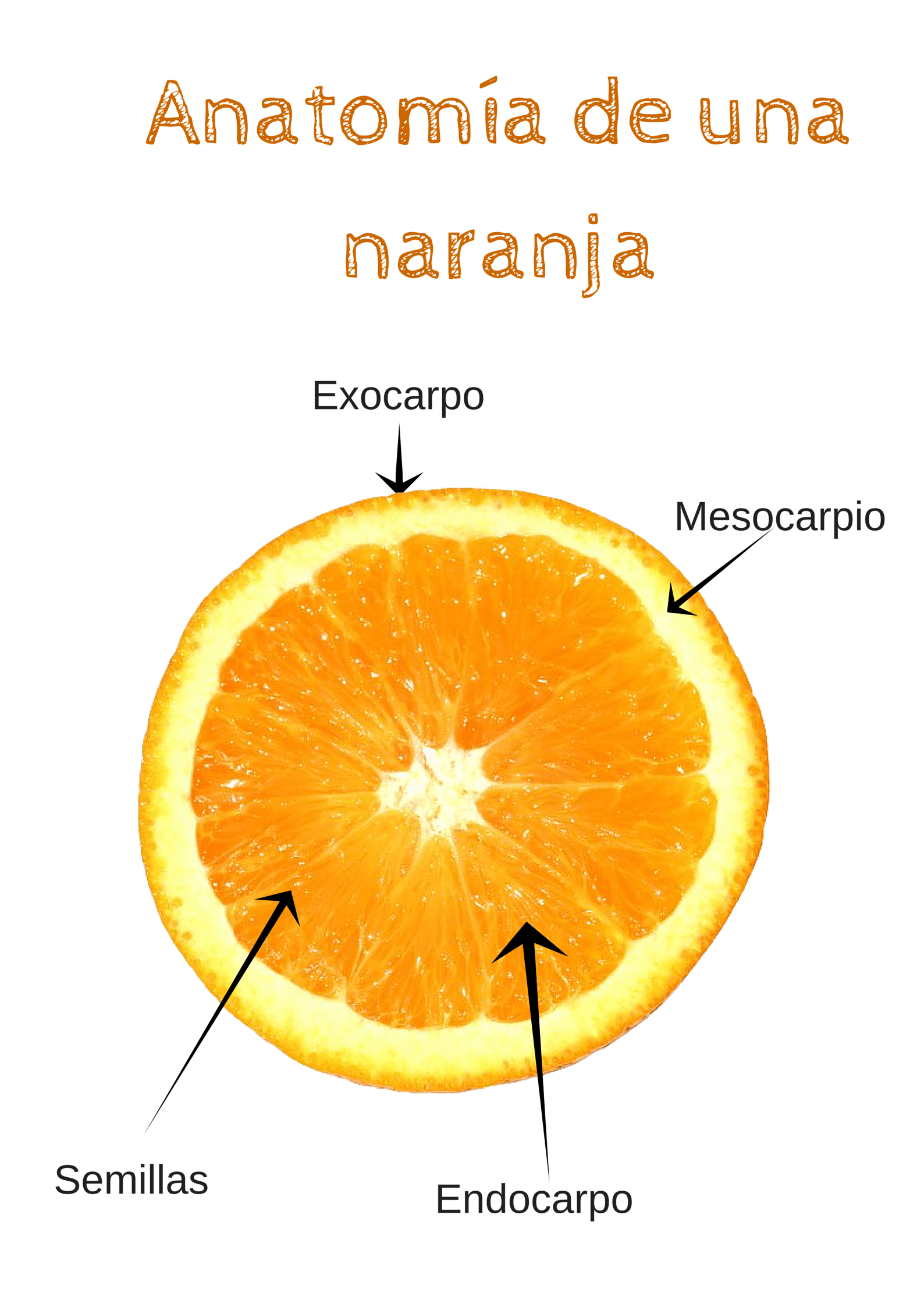 Blog De Agricultura Y Apicultura Anatomía De Una Naranja