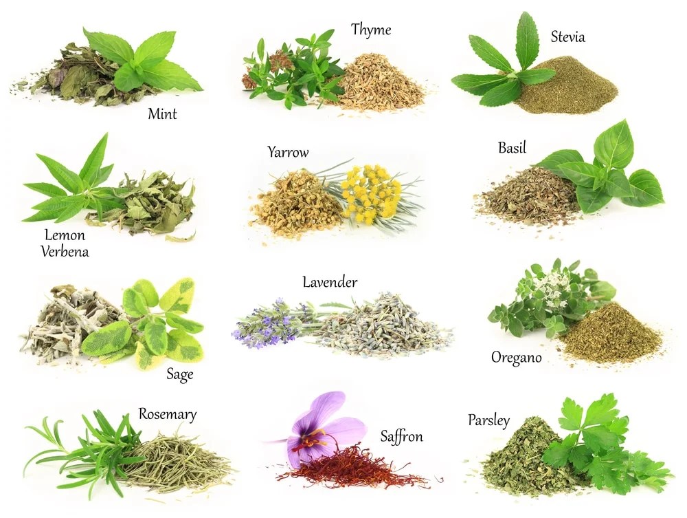 List Of 30 Herbs With Their Benefits And Uses Natural Food Series