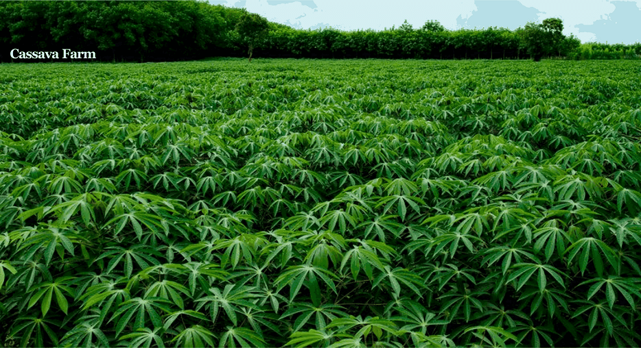 Cassava Farming Process A Step By Step Guide To Success