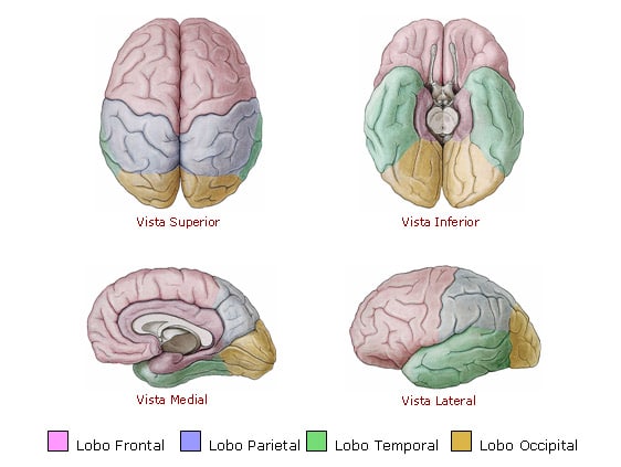 Lobos Cerebrais Anatomia Papel E Caneta