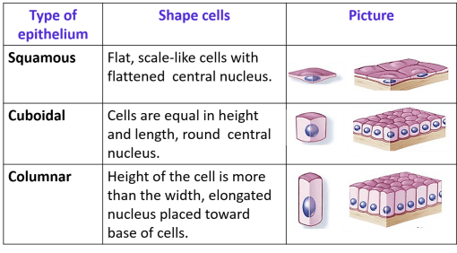 Epithelium