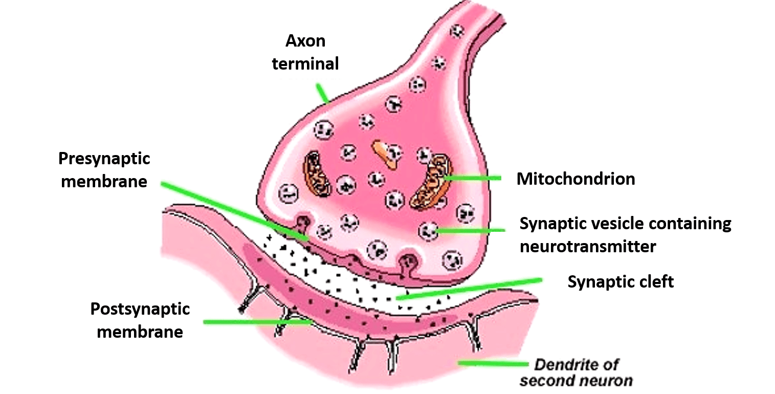 Synapses Types And Structure