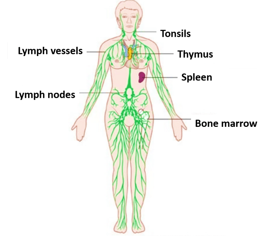 Lymphatic System Components Functions Applied