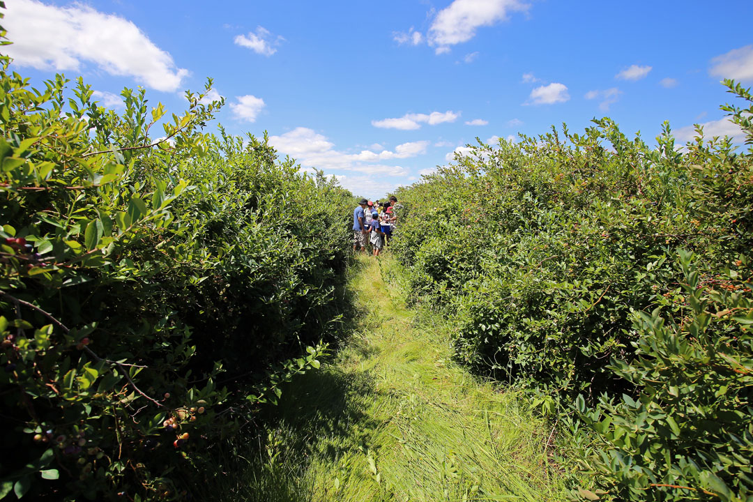 Blueberry Picking At Blueberry Country Ngatea Ang Sarap