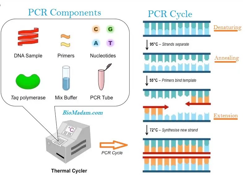 Types Of Pcr Common Kinds Of Polymerase Chain Reaction Biomadam