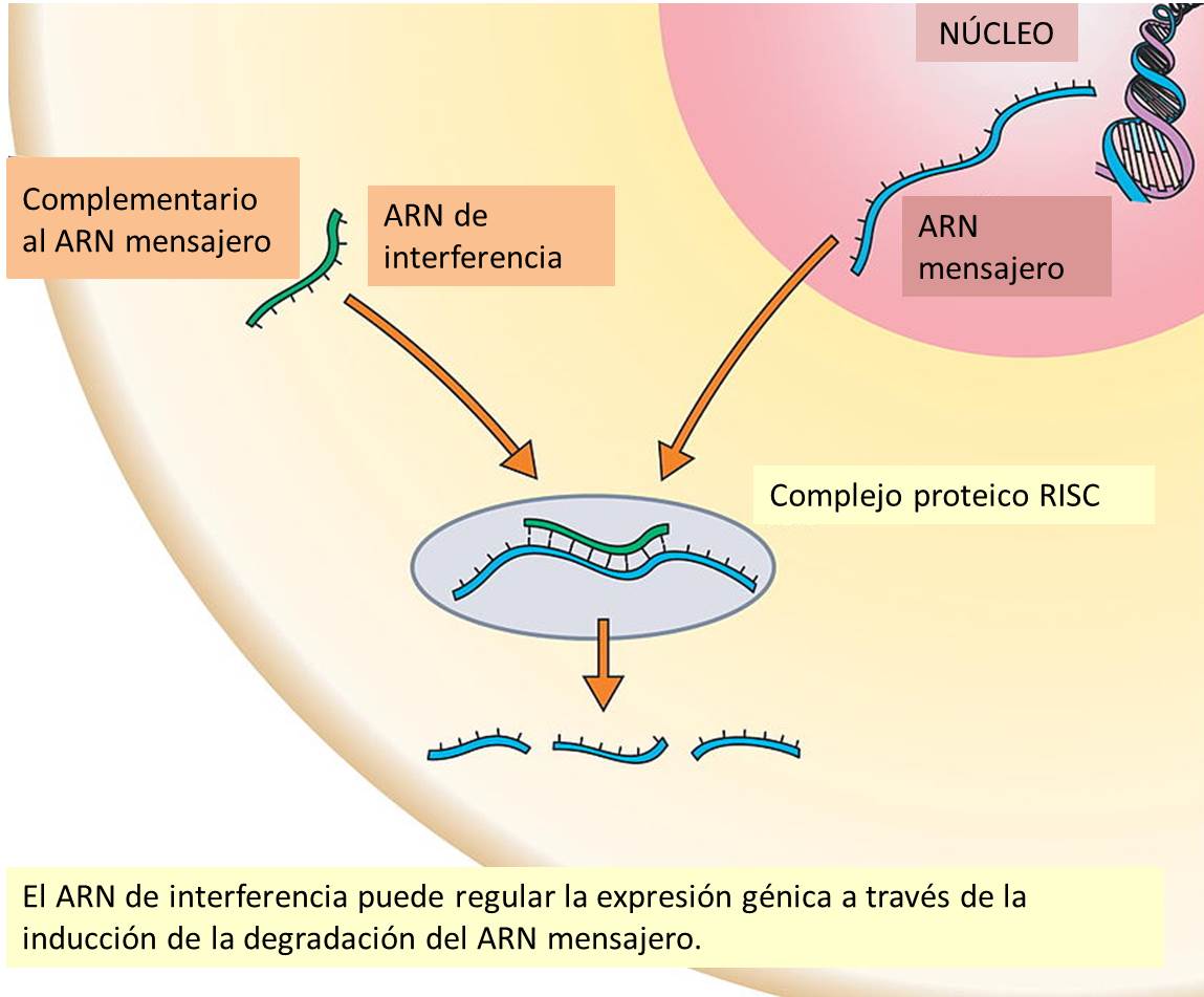 Epigenética Biocuriosidades