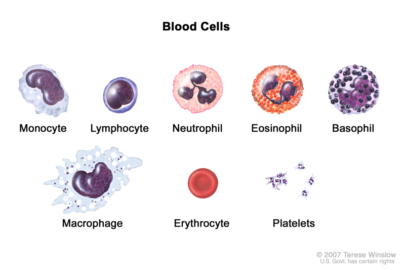 3 Types Of Blood Cells