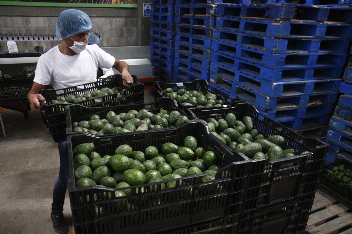 México Mayor Productor Y Exportador De Aguacate