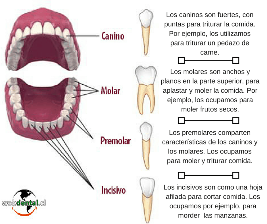 Cuáles Son Los Nombres De Los Dientes Y Sus Funciones Partes De Los