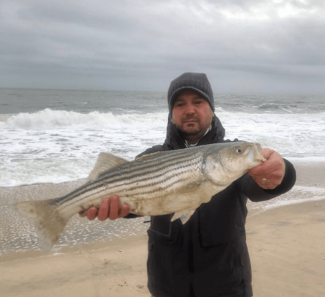 Striped Bass In The Delaware Surf Delaware Surf