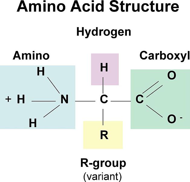 Difference Between Amino Acid And Nucleotide Compare The Difference