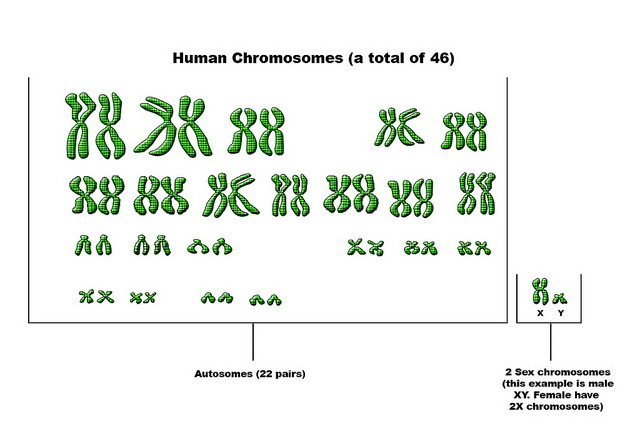 Difference Between Autosomes And Sex Chromosomes Compare The