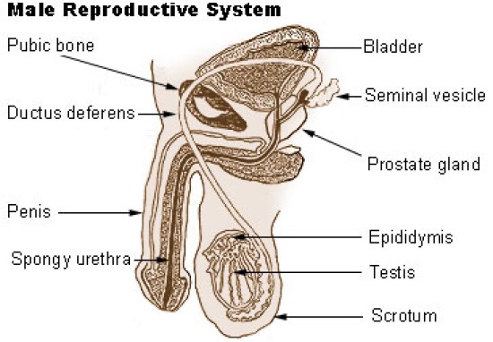 Venn Diagram Compare And Contrast Male And Female Reproductive System