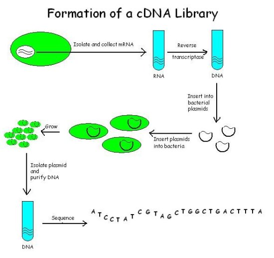 Difference Between Cdna And Genomic Library Compare The Difference