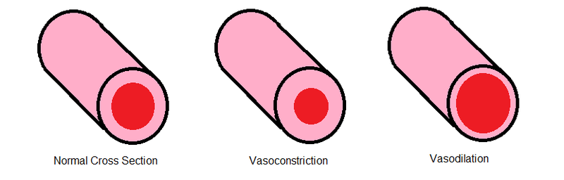 Difference Between Vasoconstriction And Vasodilation Compare The