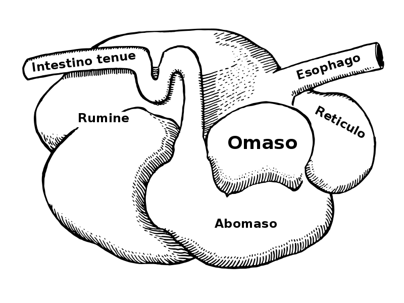 Difference Between Herbivores And Carnivores Digestive System Compare