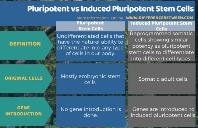 Difference Between Pluripotent And Induced Pluripotent Stem Cells