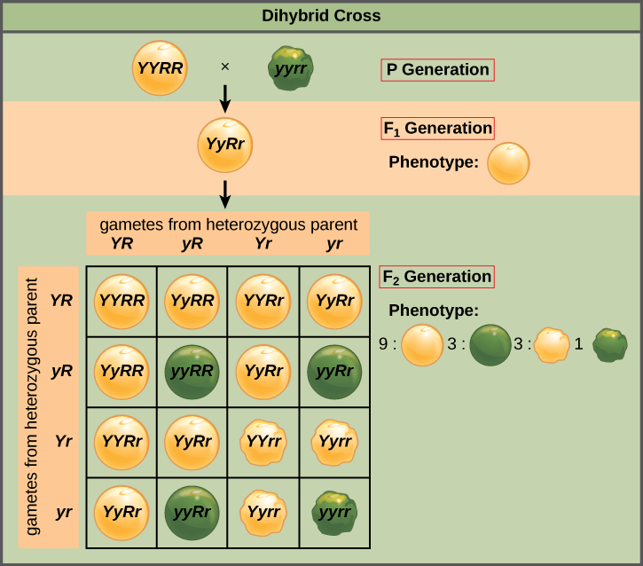 Difference Between Phenotype And Genotype Ratio Compare The