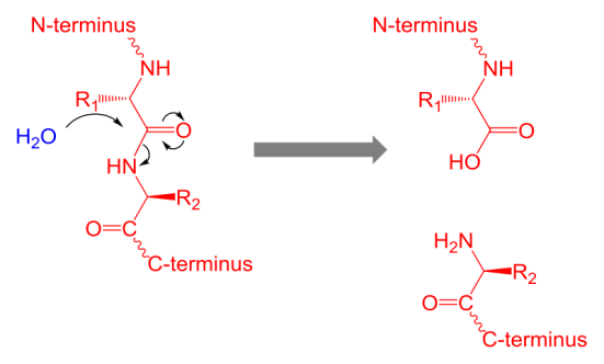 Difference Between Protein Denaturation And Hydrolysis Compare The