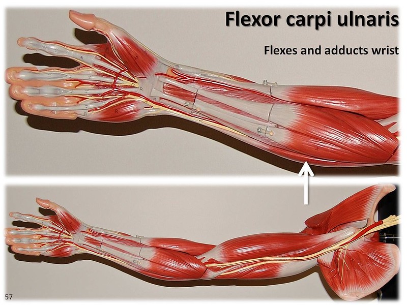 Difference Between Flexor And Extensor Muscles Compare The Difference