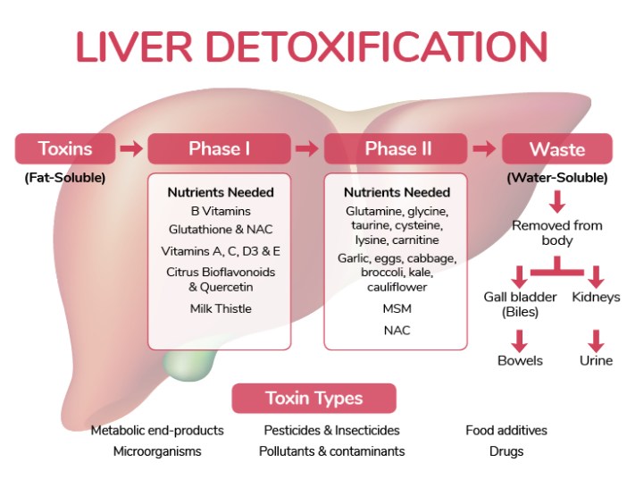 Spot The Early Signs Of Liver Disease In Dogs Dogs Naturally Magazine