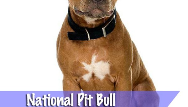 National Pitbull Awareness Day Gainesville